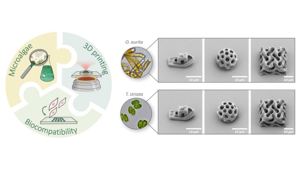 Researchers develop biocompatible materials from microalgae - 3D ADEPT ...